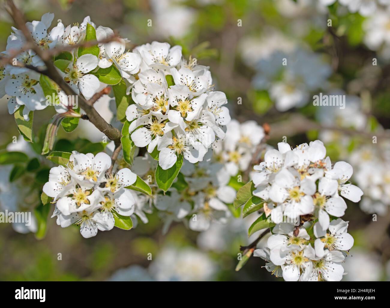 Flowering pears, Pyrus, in spring in a close-up Stock Photo - Alamy