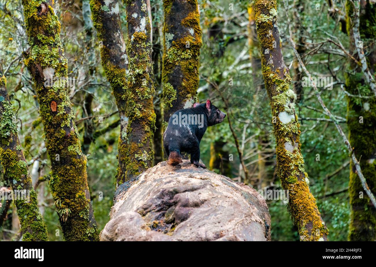 Tasmanian devil, Cradle Mountain, Tasmania, Australia Stock Photo - Alamy