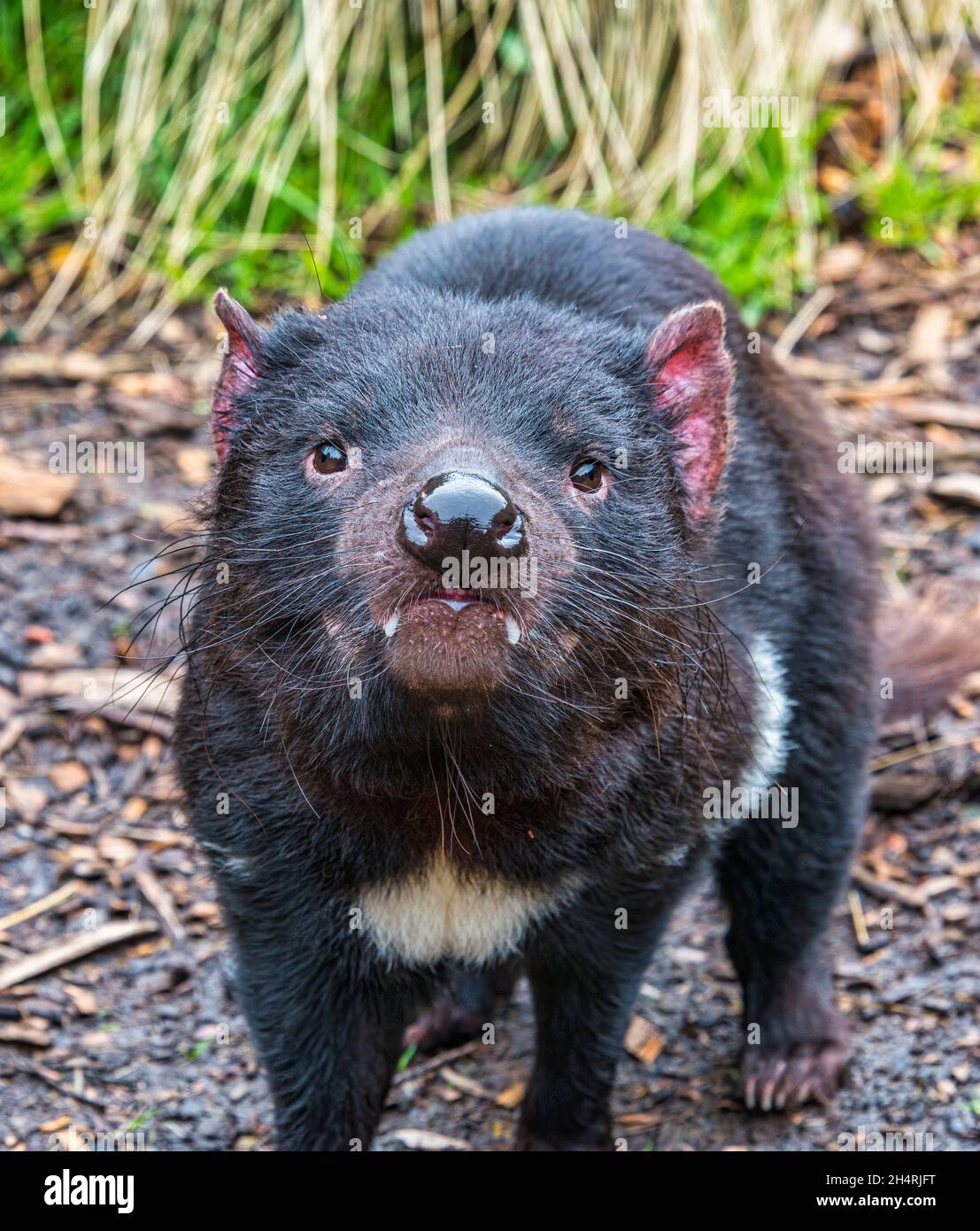 Tasmanian devil, Cradle Mountain, Tasmania, Australia Stock Photo - Alamy