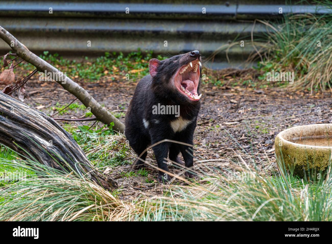 Tasmanian devil, Cradle Mountain, Tasmania, Australia Stock Photo - Alamy