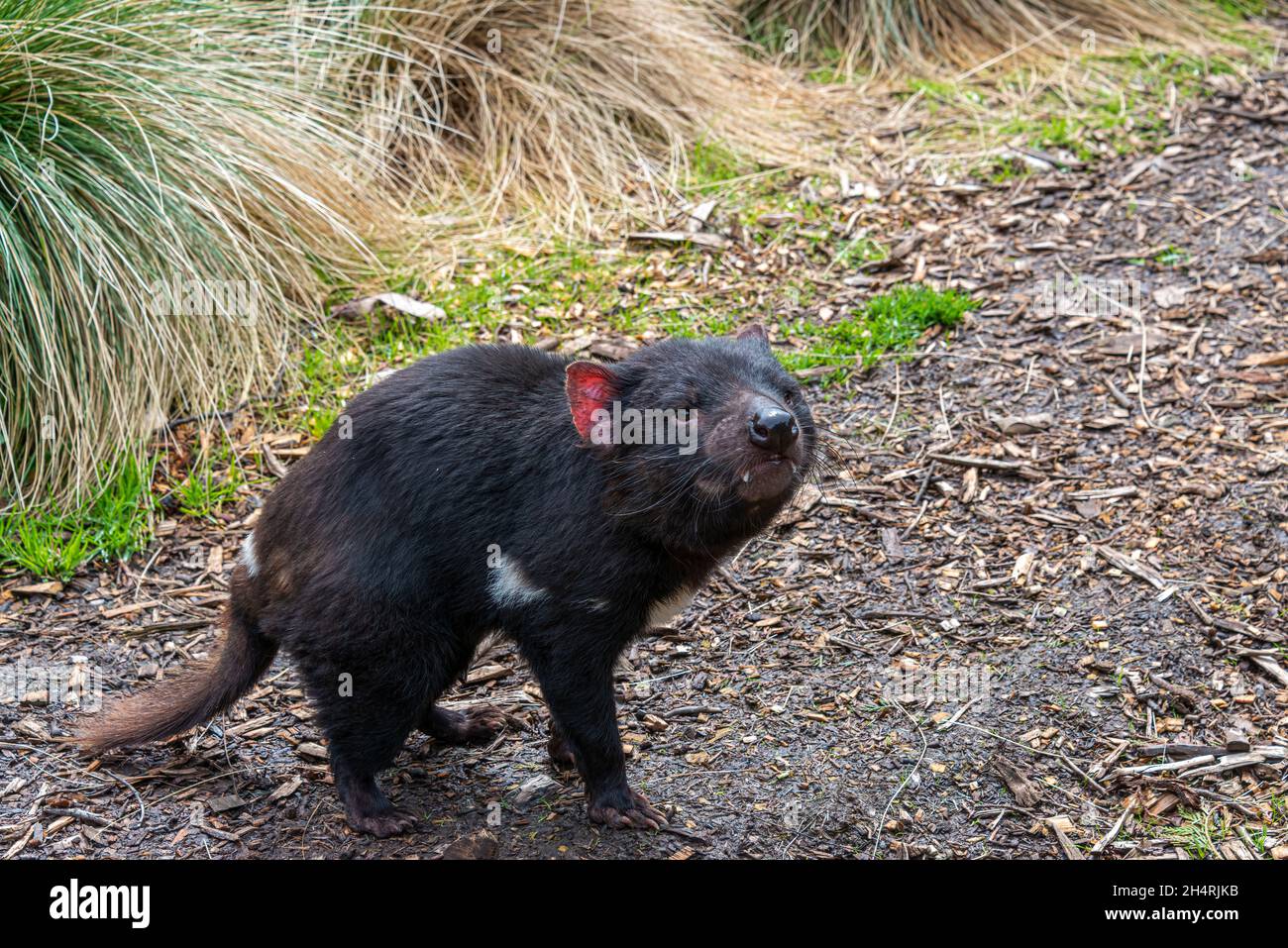 Tasmanian devil, Cradle Mountain, Tasmania, Australia Stock Photo - Alamy