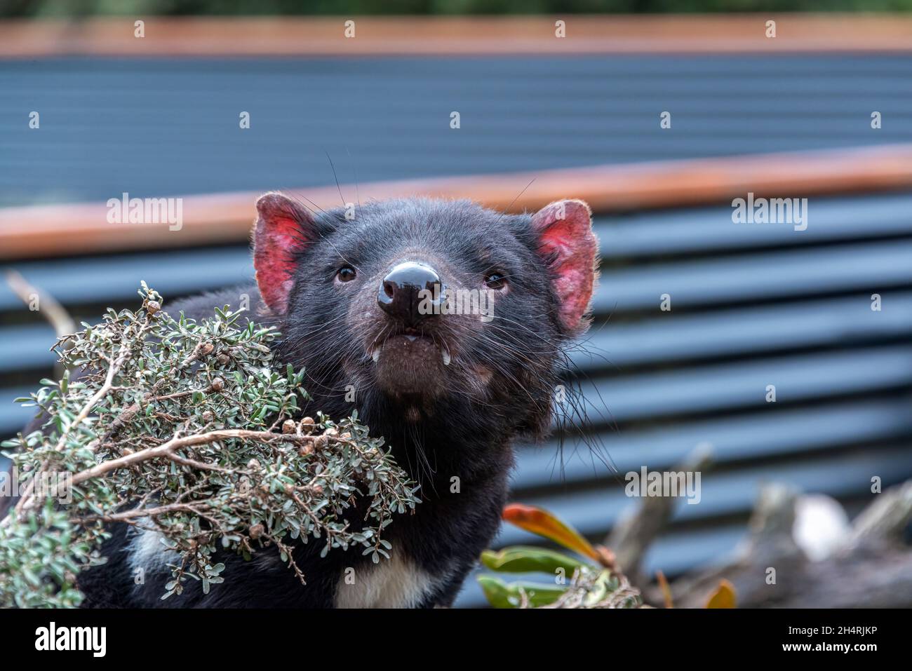 Tasmanian devil, Cradle Mountain, Tasmania, Australia Stock Photo - Alamy