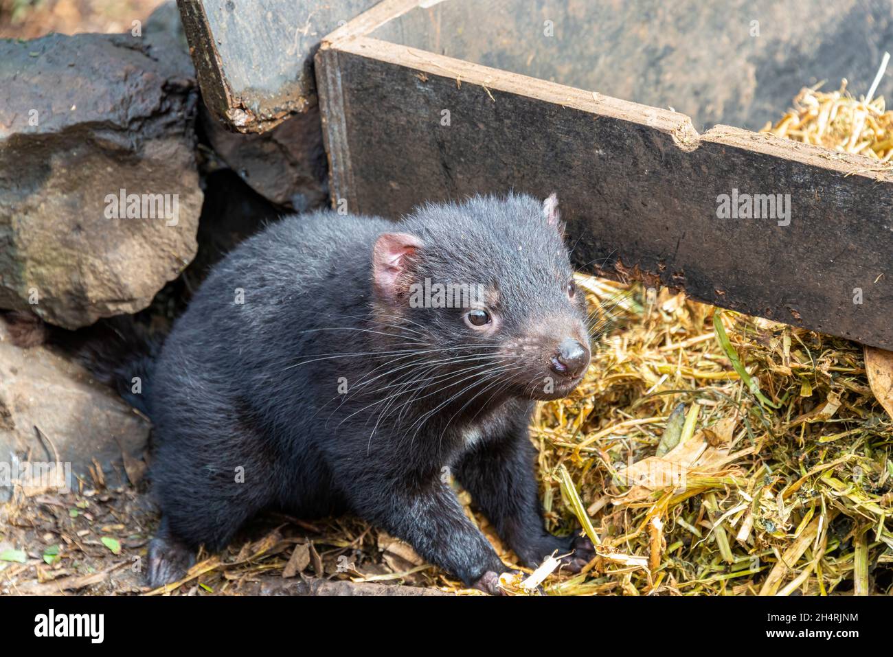 Tasmanian devil, Cradle Mountain, Tasmania, Australia Stock Photo - Alamy