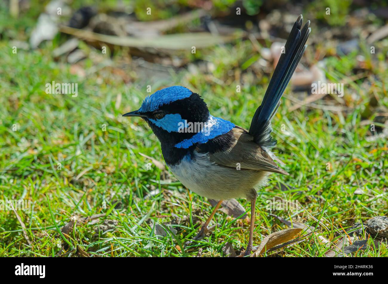 Male superb fairy-wren, Tasmania, Australia Stock Photo - Alamy