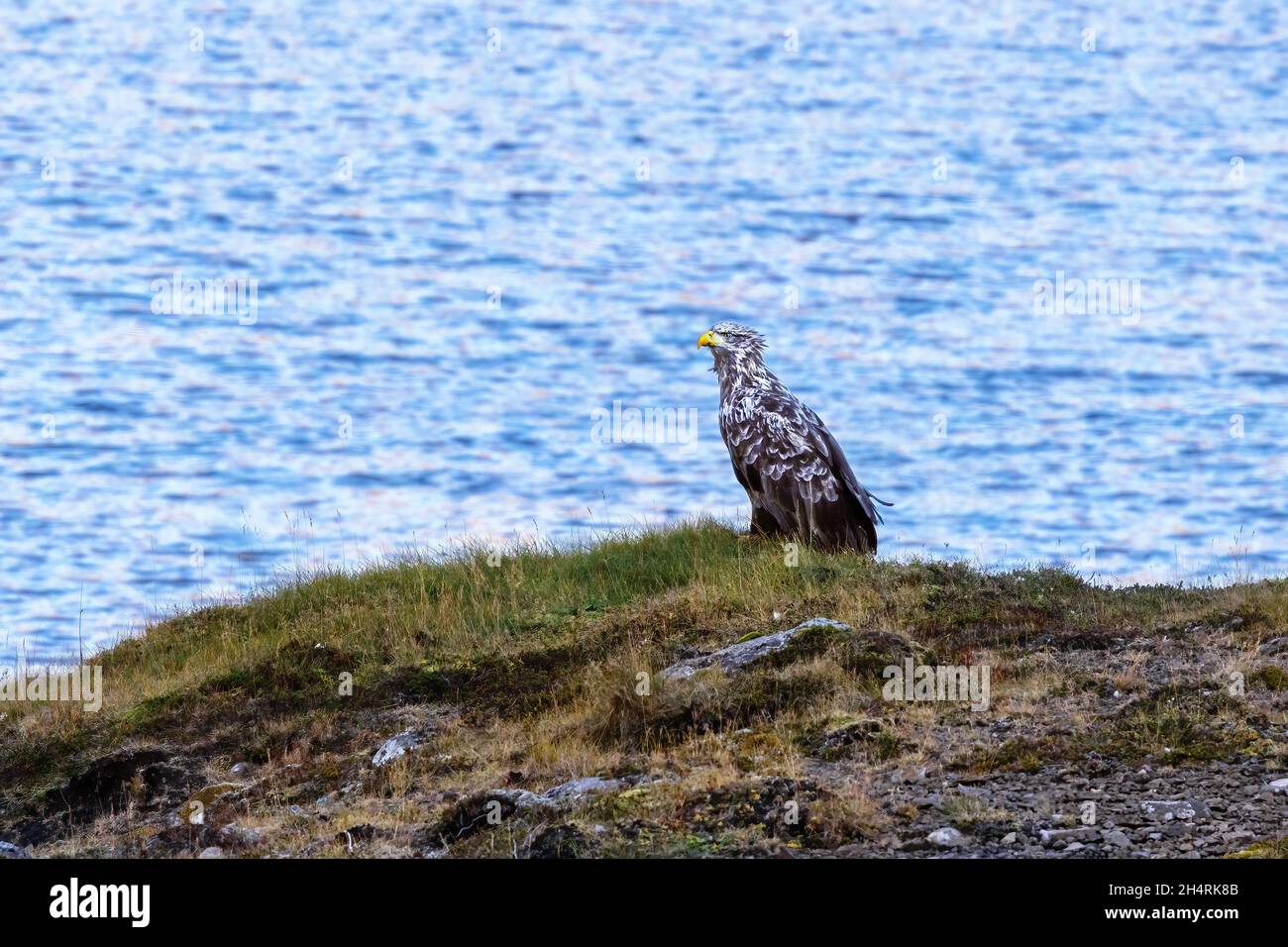 Eagle fjord iceland hi-res stock photography and images - Alamy