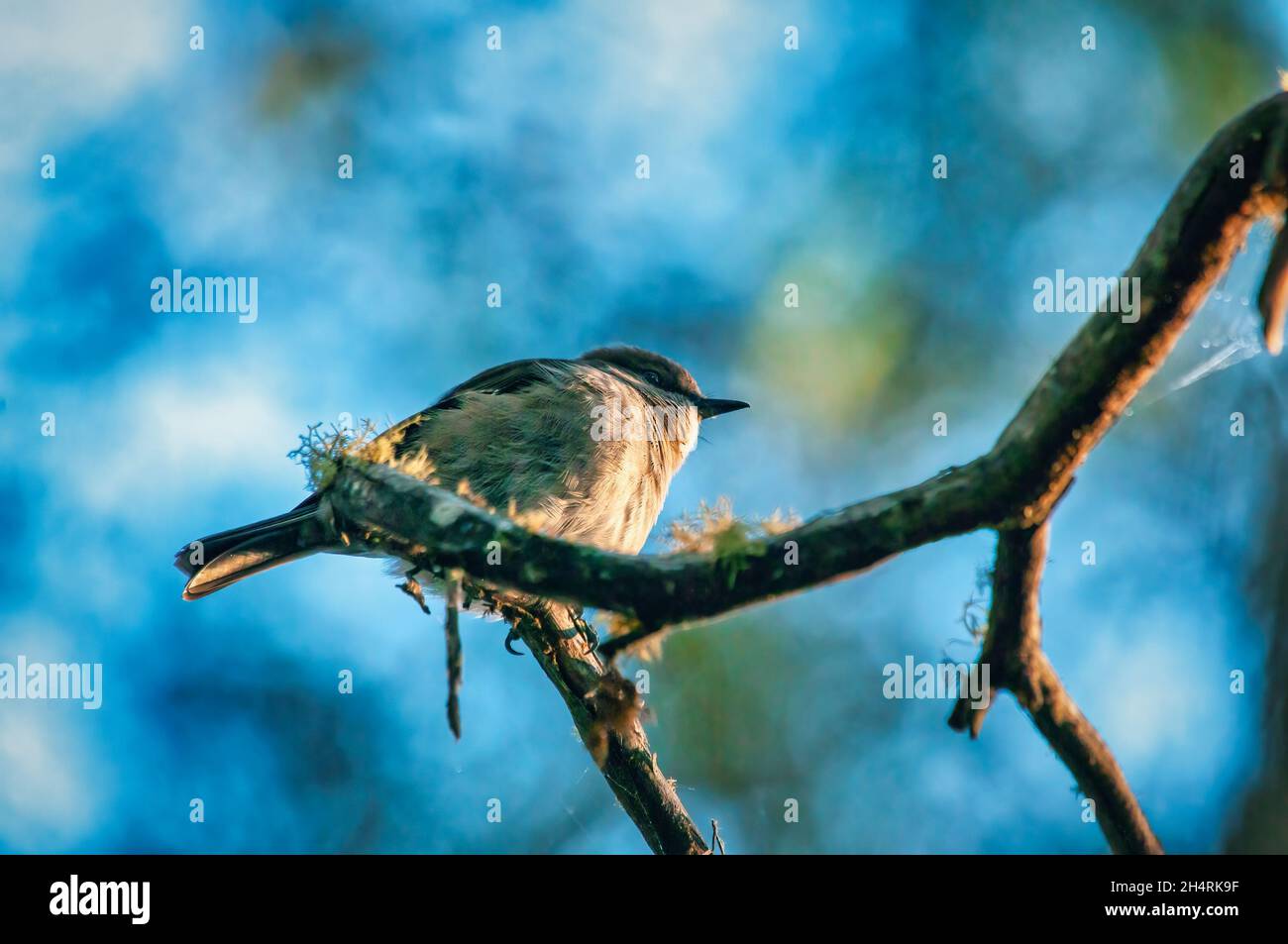 dusky robin (Melanodryas vittata) is a small passerine bird native to ...