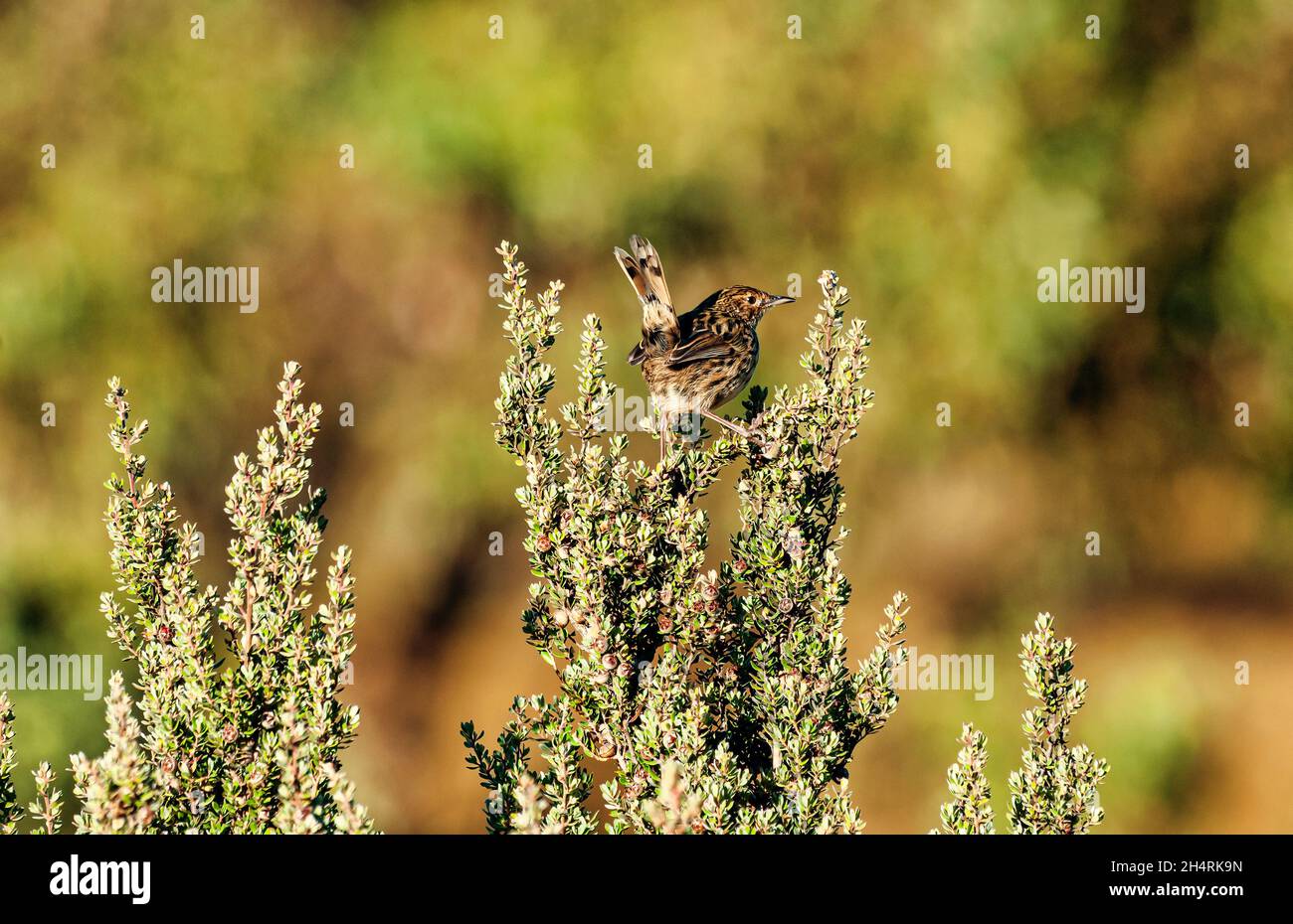 Striated fieldwren, Calamanthus fuliginosus, Tasmania, Australia Stock ...