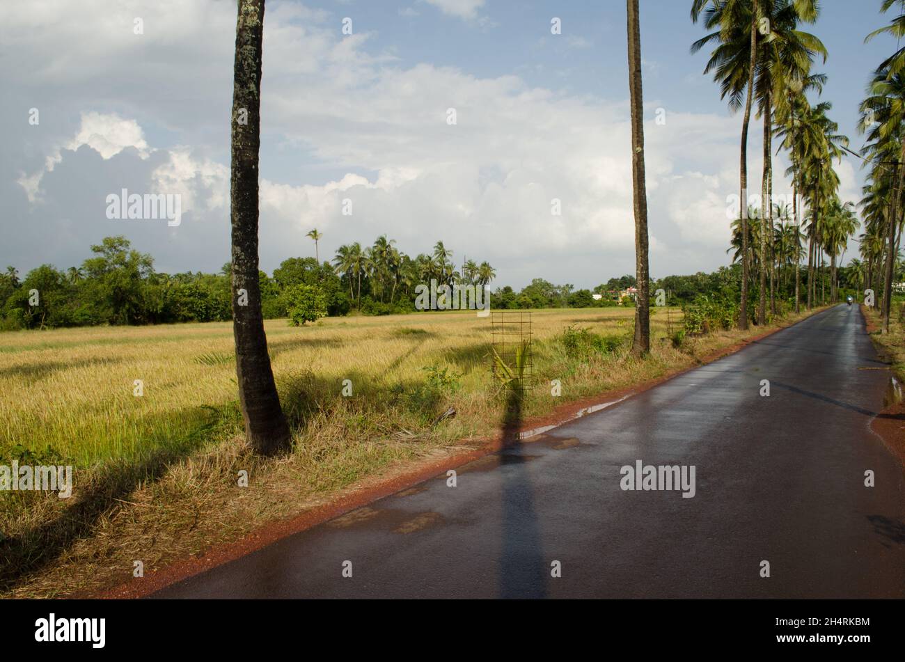 Para road with coconut trees on both of sides of road in Goa, India ...