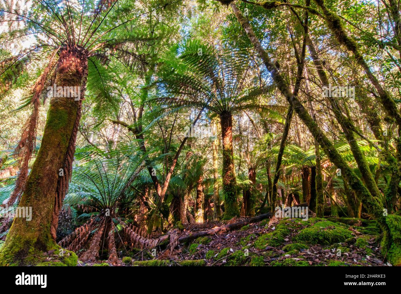 Mount Field National Park Tasmania Australia Stock Photo Alamy