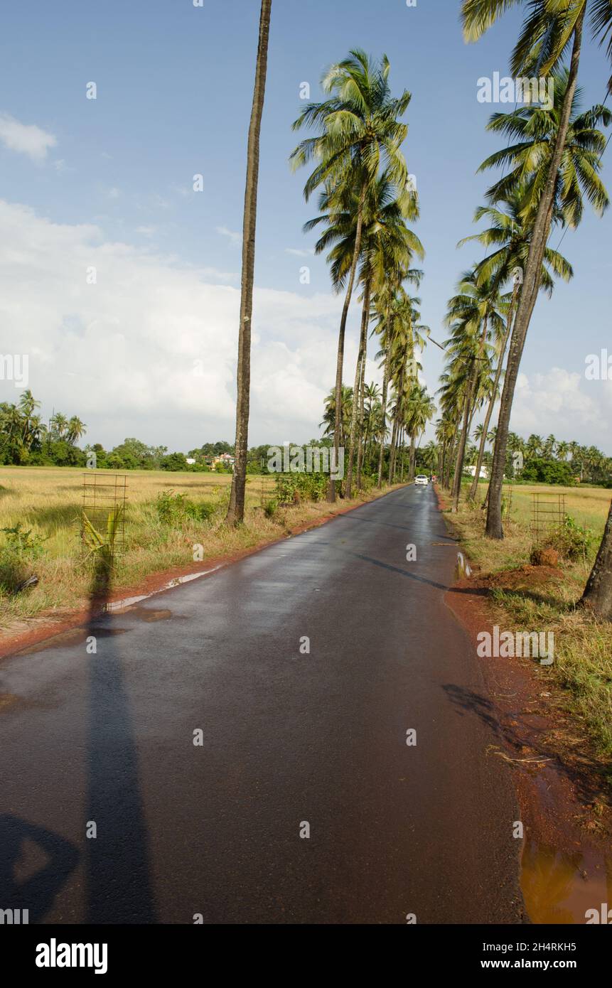 Para road with coconut trees on both of sides of road in Goa, India ...