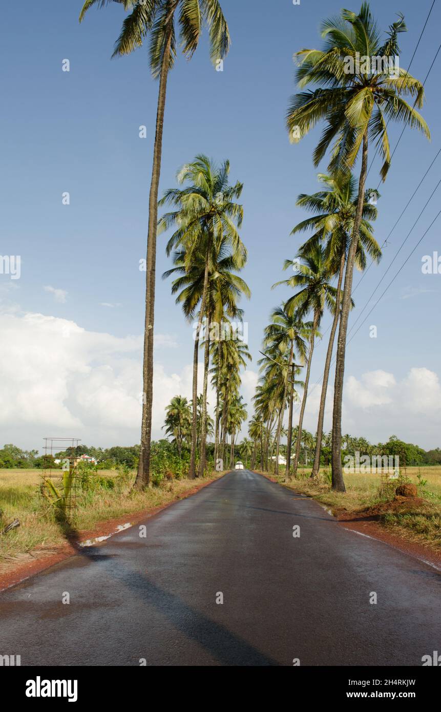 Para road with coconut trees on both of sides of road in Goa, India ...