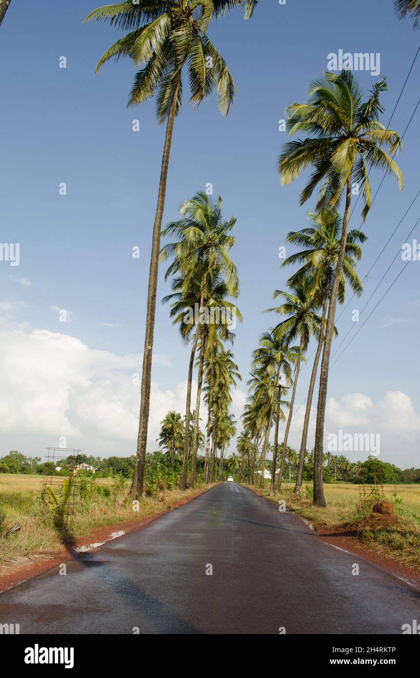 Para road with coconut trees on both of sides of road in Goa, India ...