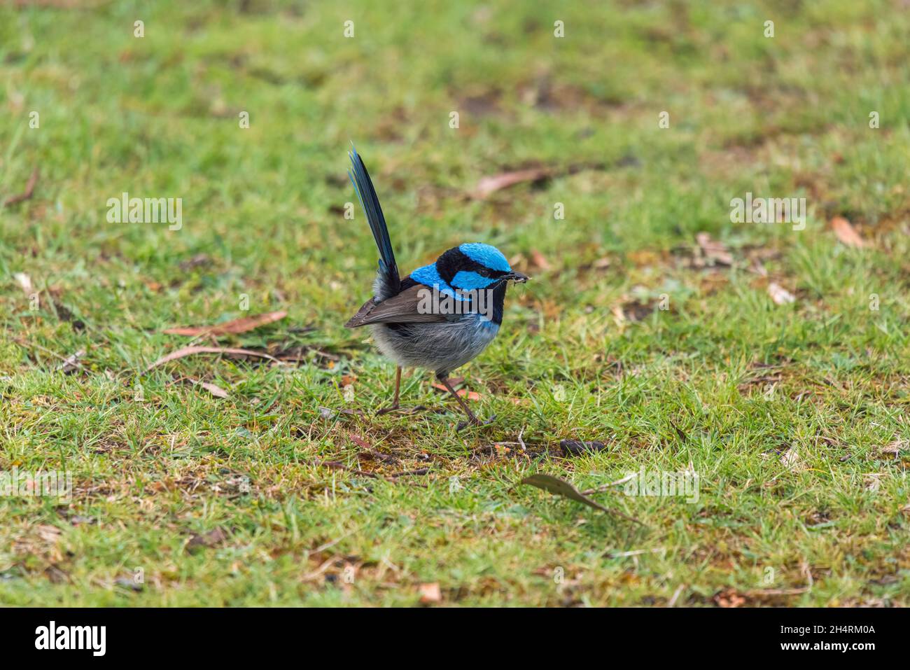 Male superb fairy-wren, Tasmania, Australia Stock Photo - Alamy