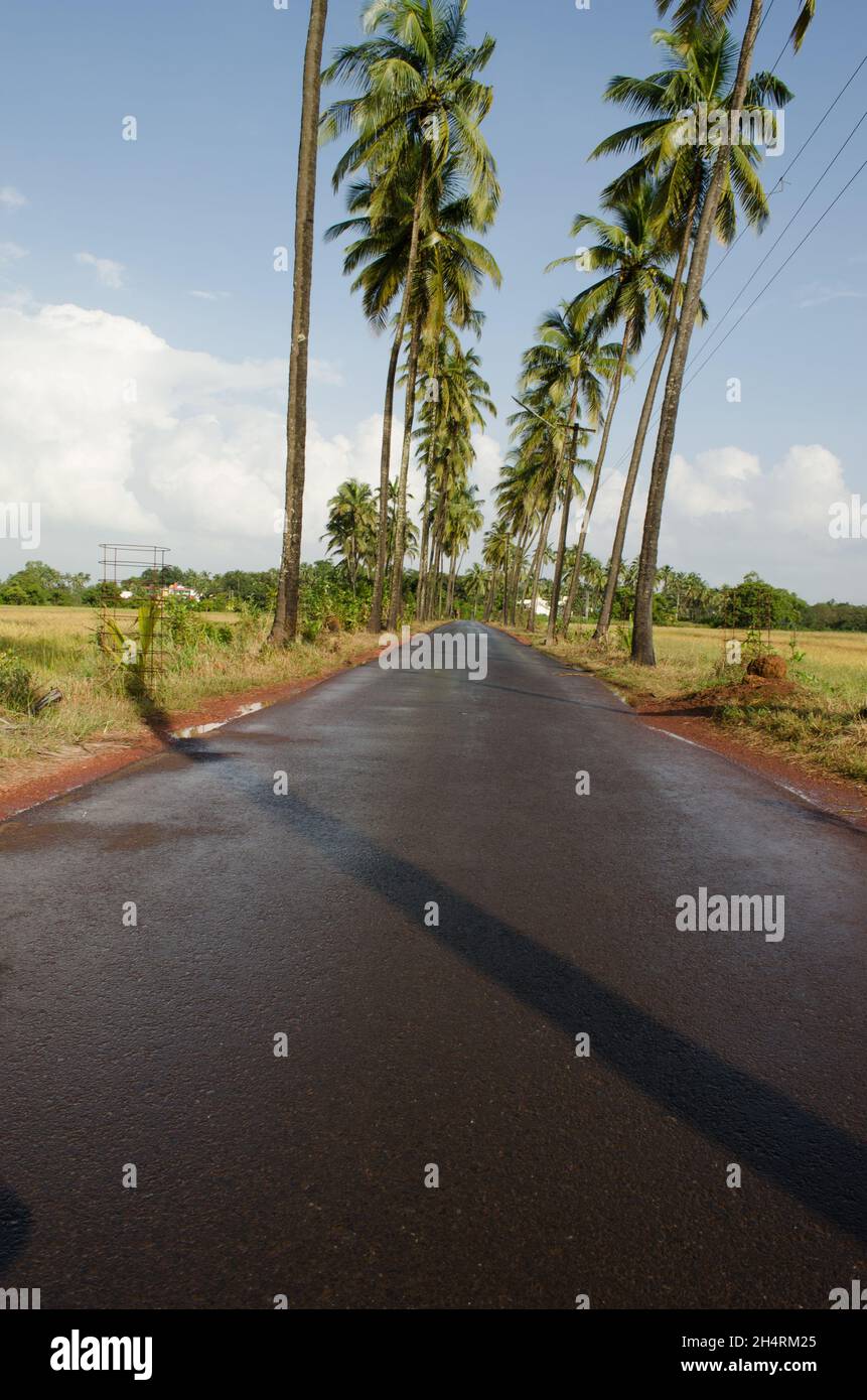 Para road with coconut trees on both of sides of road in Goa, India ...
