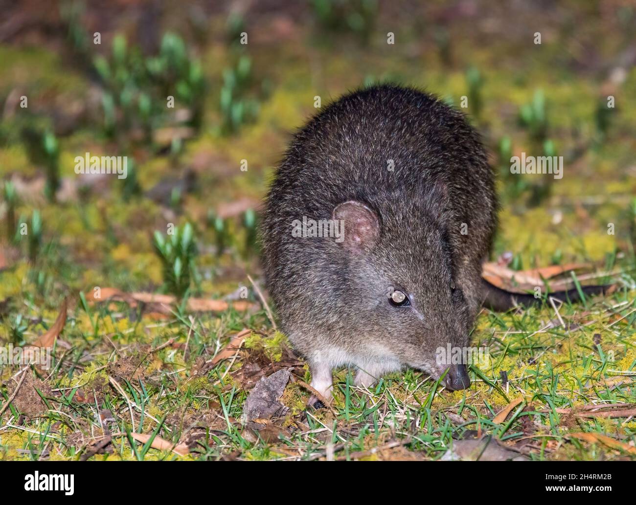 Australian native fauna hi-res stock photography and images - Alamy