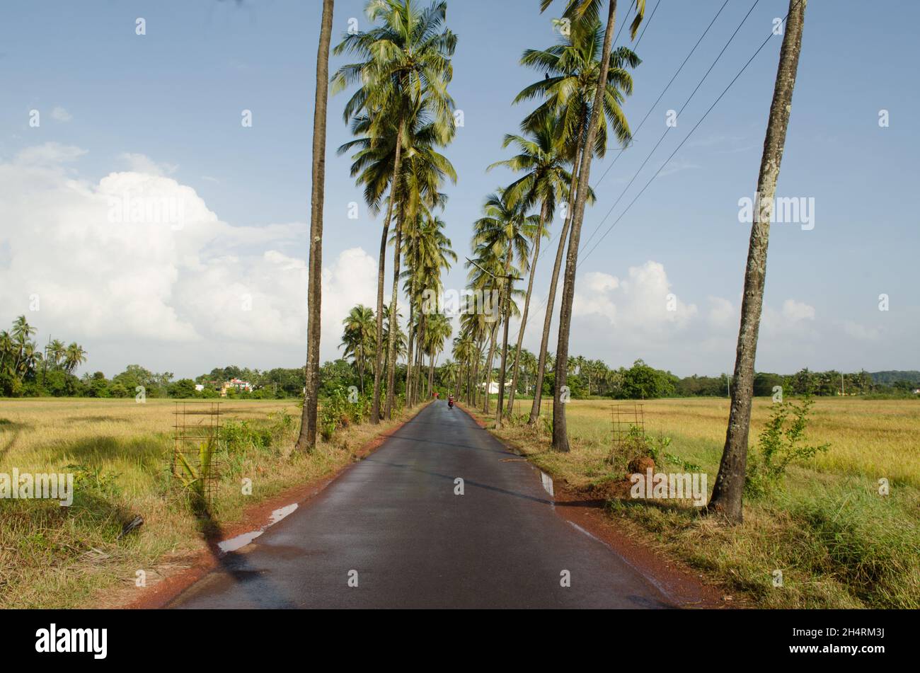 Parra coconut tree road hi-res stock photography and images - Alamy