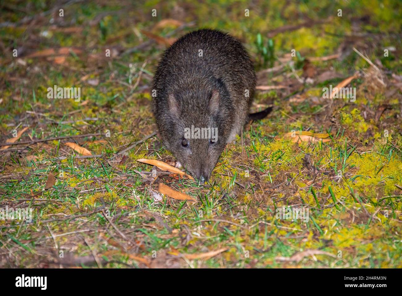 Long-nosed Potoroo, Tasmania. Australia Stock Photo - Alamy