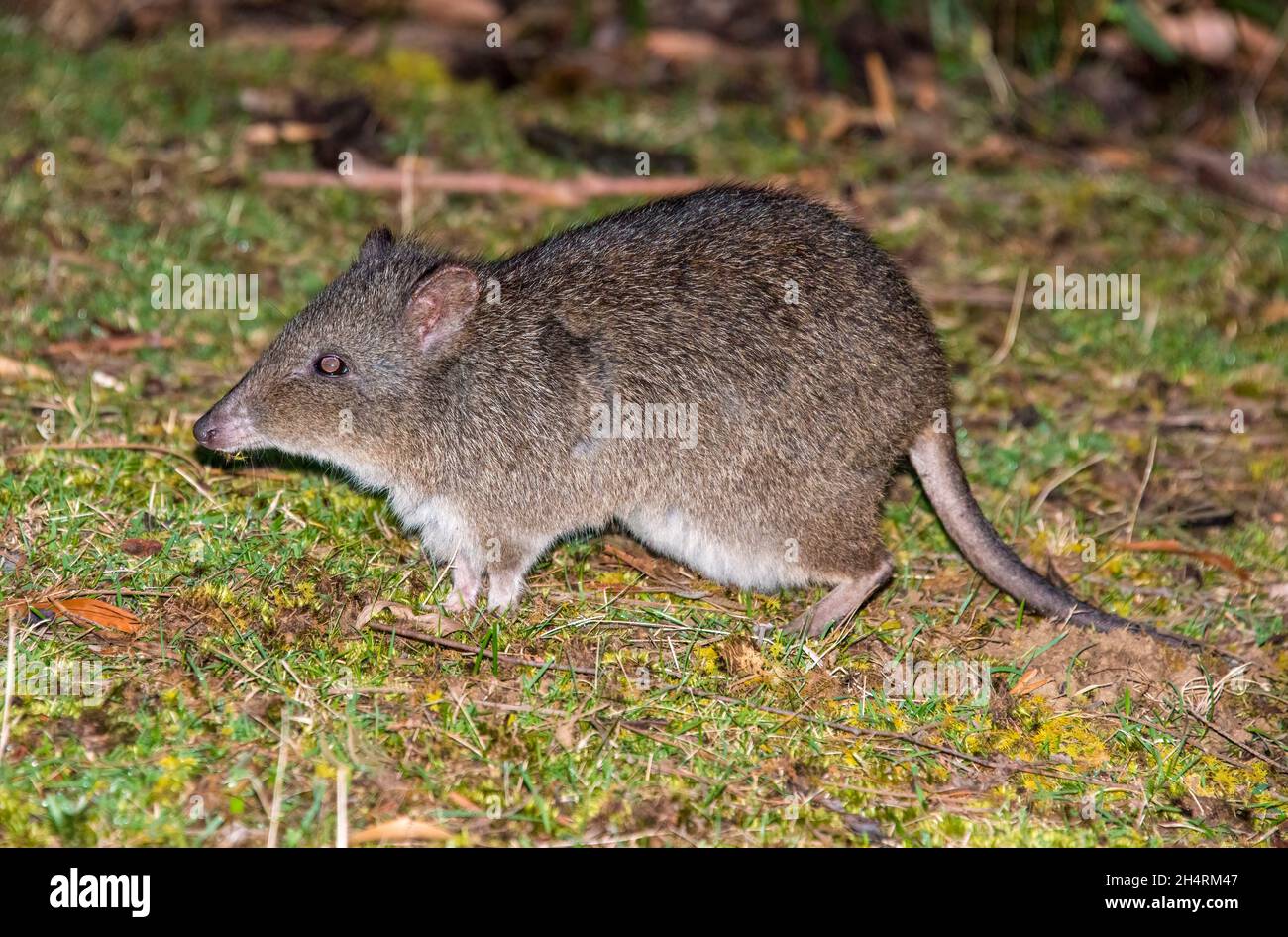 Long-nosed Potoroo, Tasmania. Australia Stock Photo - Alamy