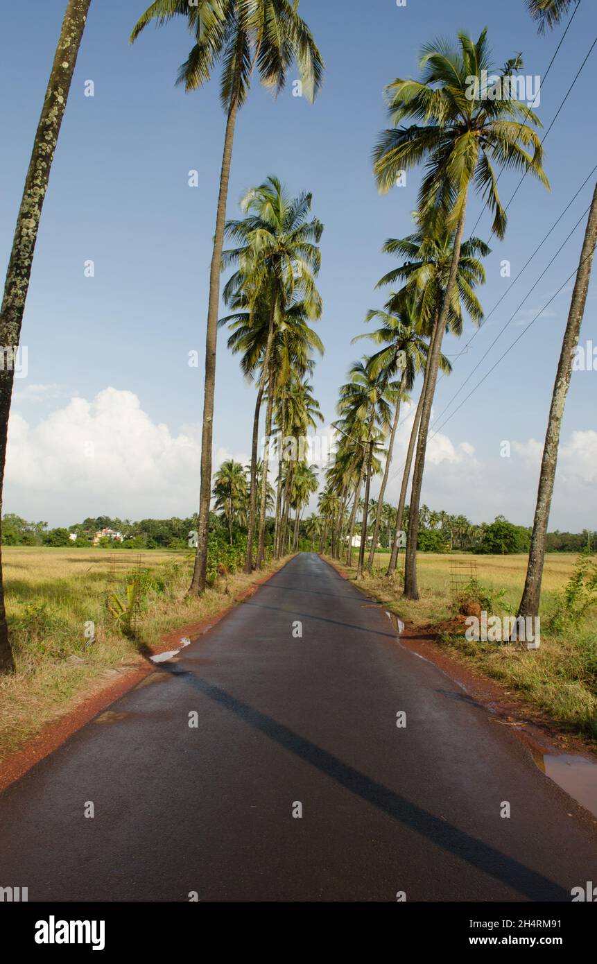 Para road with coconut trees on both of sides of road in Goa, India ...