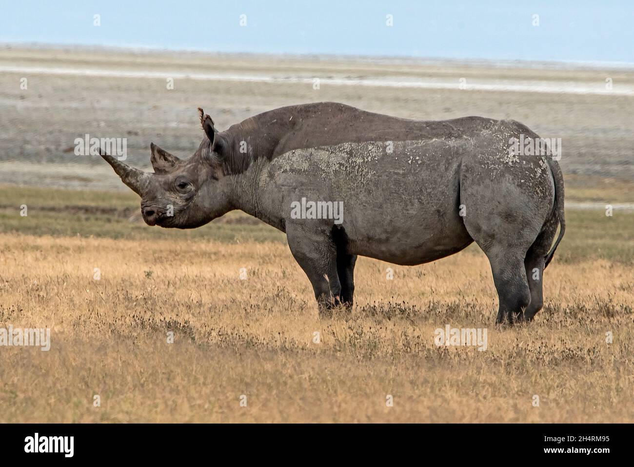 Rhinoceros standing in the grassland of Ngorongoro Crater in Tanzania ...