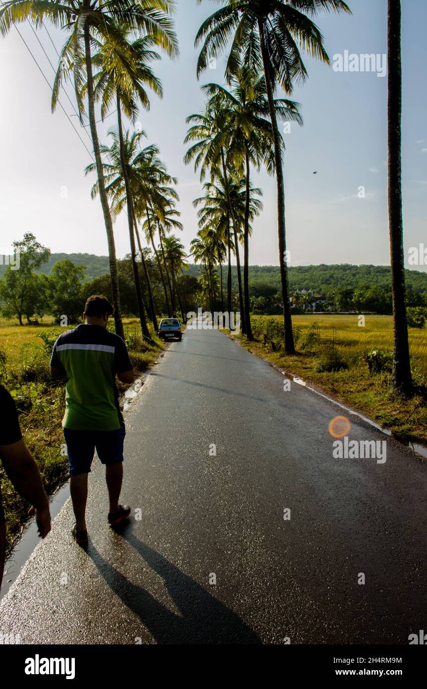 Para road with coconut trees on both of sides of road in Goa, India ...