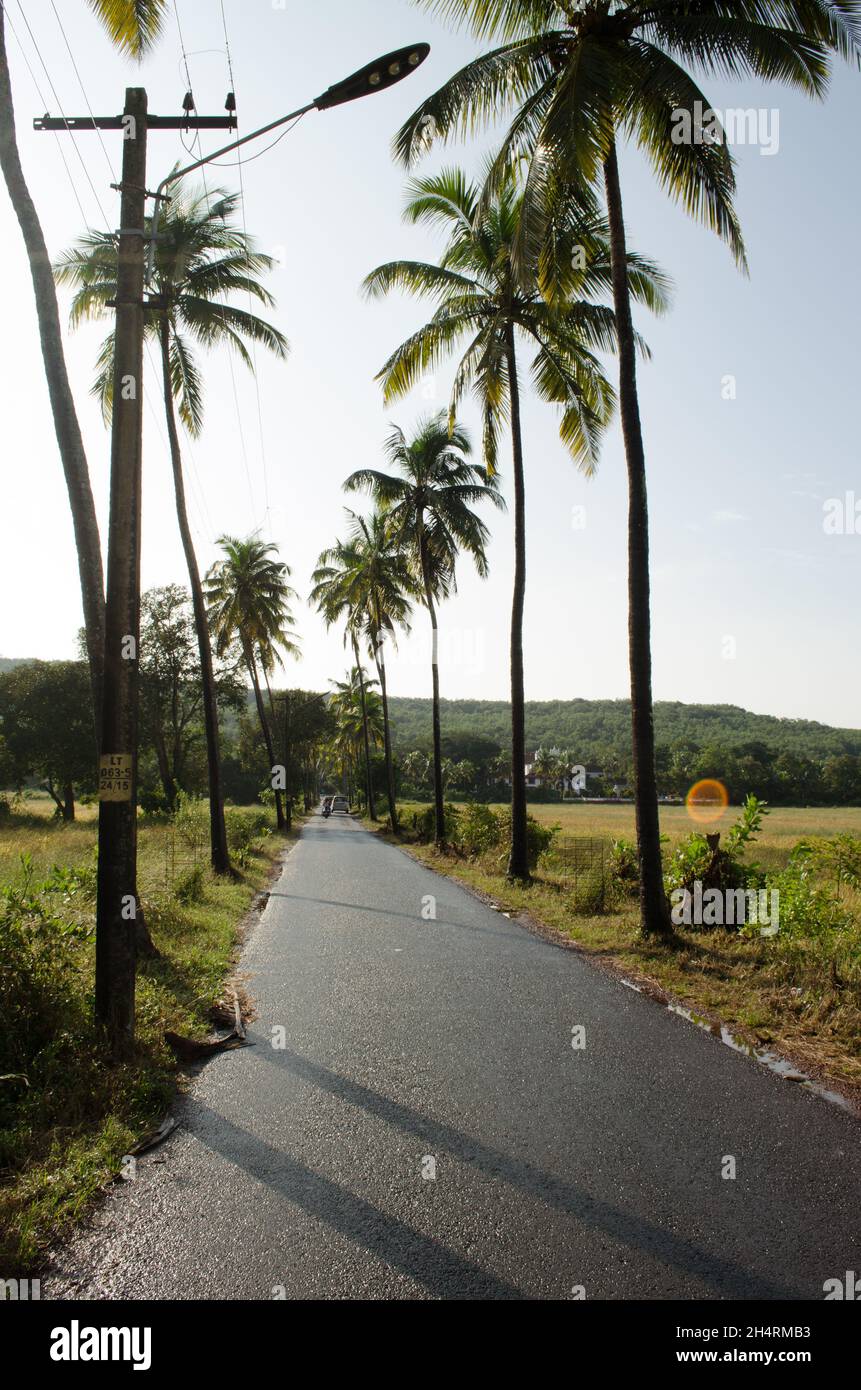 Parra coconut tree road hi-res stock photography and images - Alamy