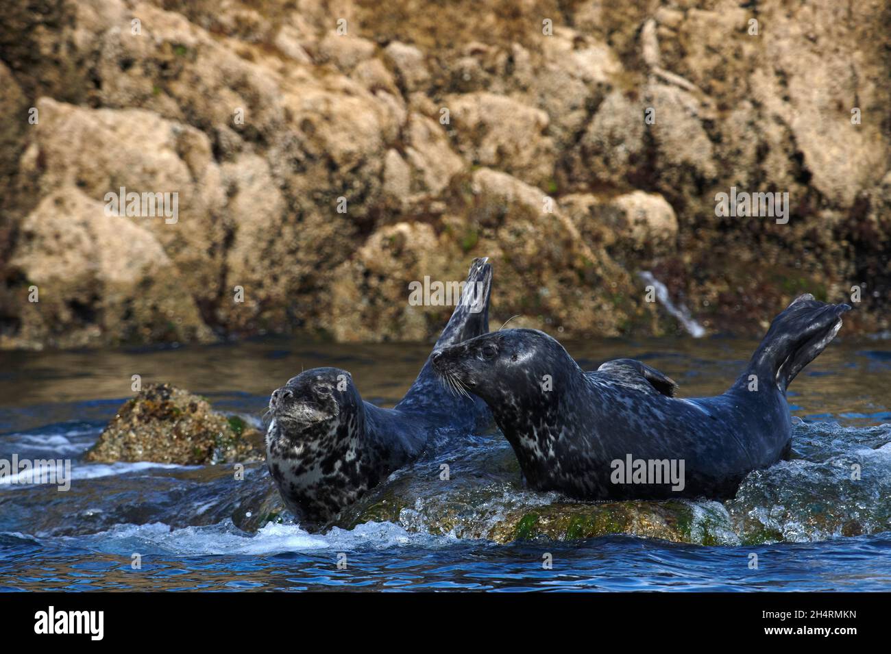 Common seals hauled out on rocks Stock Photo - Alamy