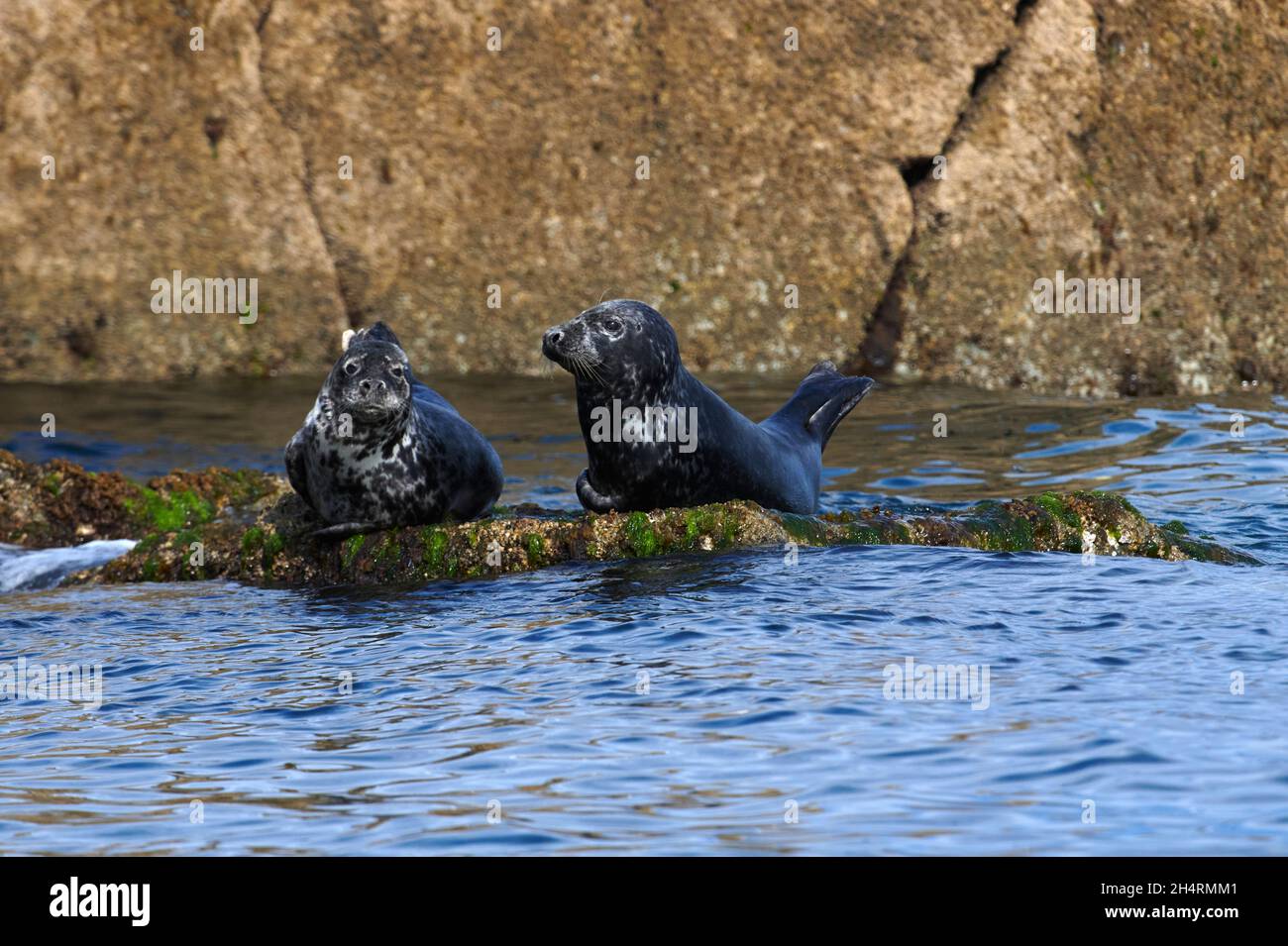 Common seals hauled out on rocks Stock Photo - Alamy