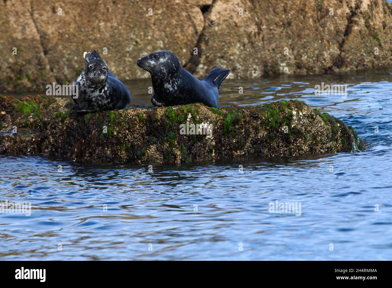 Common seals hauled out on rocks Stock Photo - Alamy