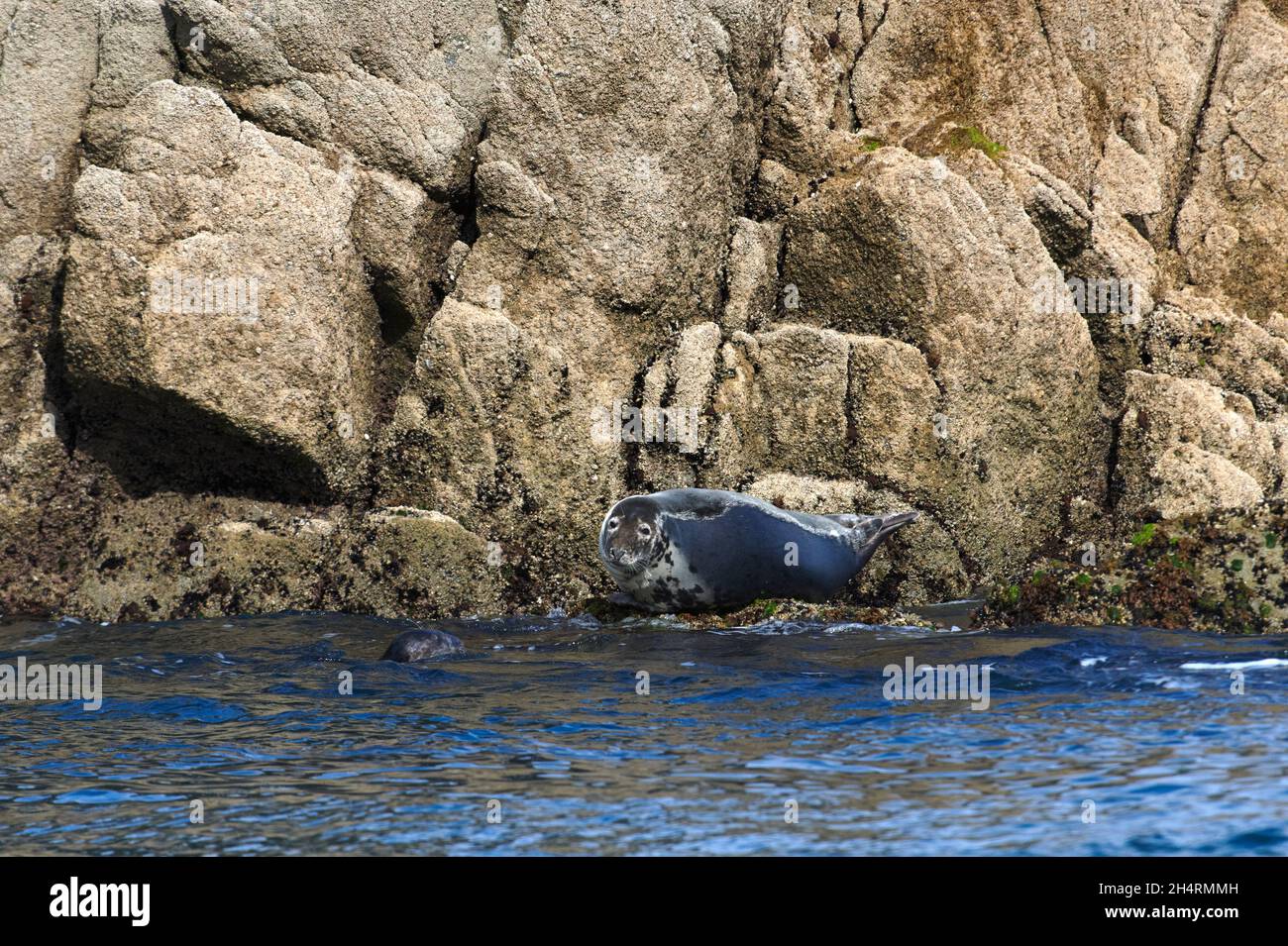 Common seals hauled out on rocks Stock Photo - Alamy