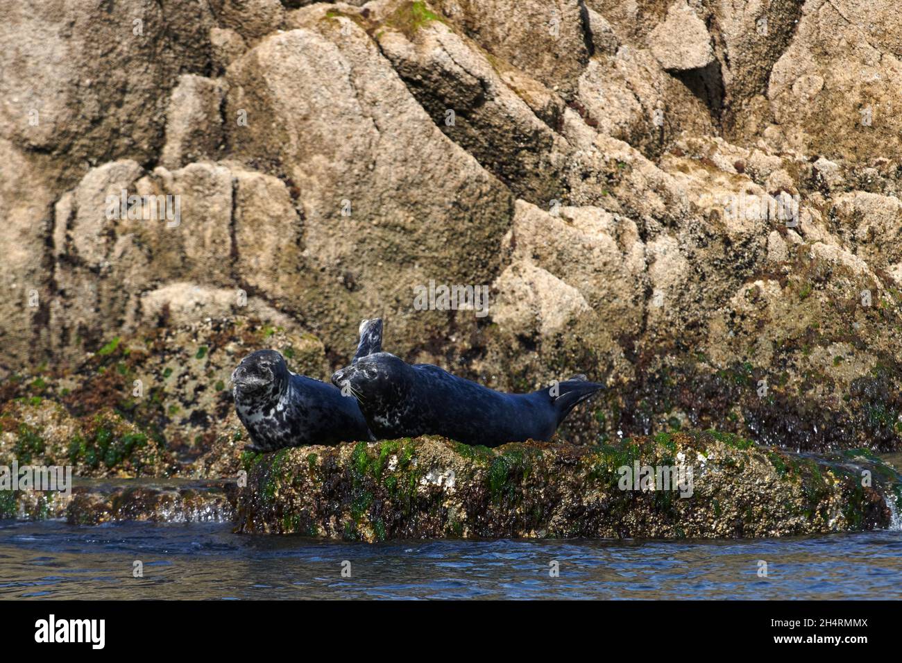 Common seals hauled out on rocks Stock Photo - Alamy