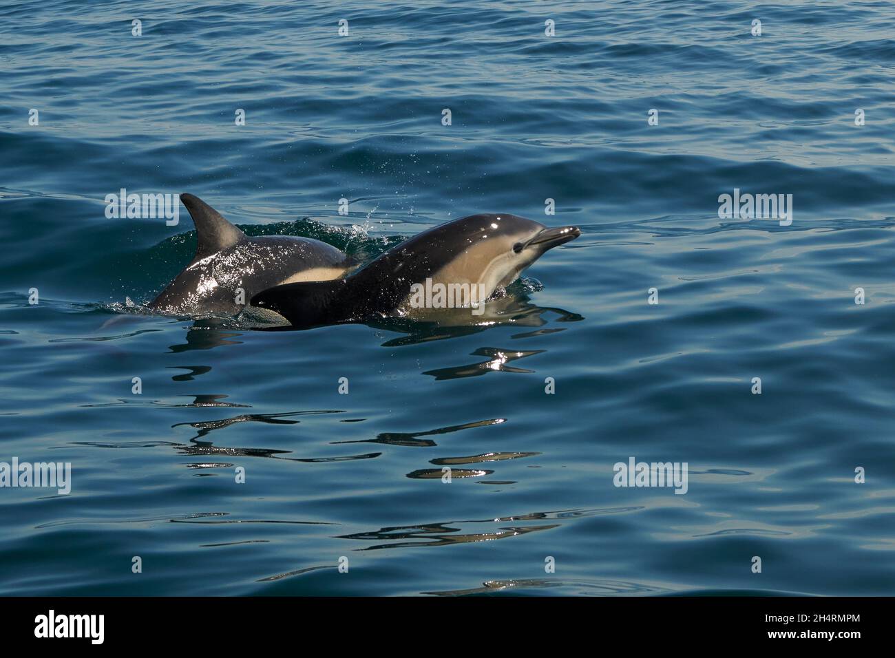 Devon dolphins hi-res stock photography and images - Alamy