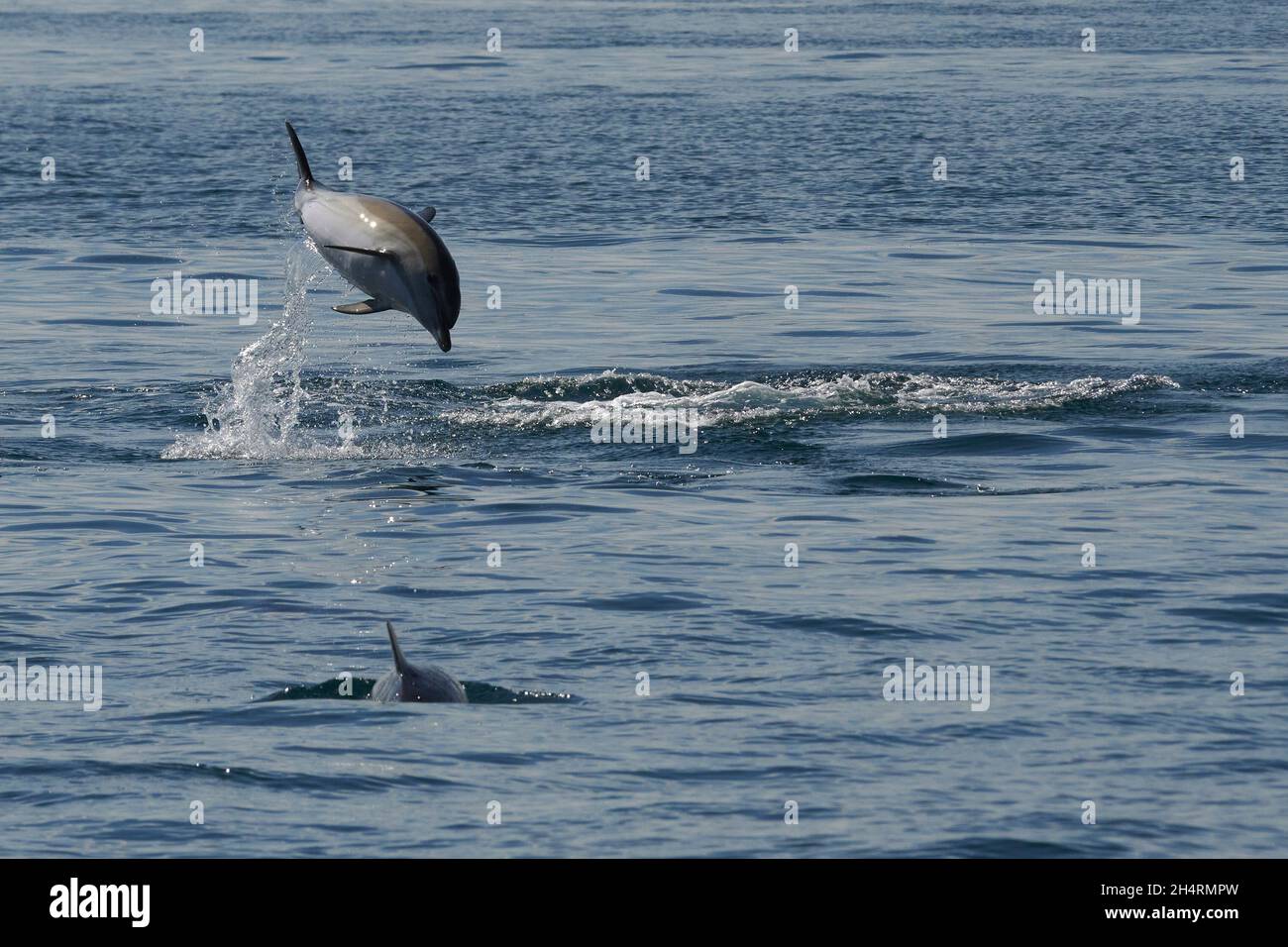 Common Dolphin breaching the surface of the water Stock Photo - Alamy