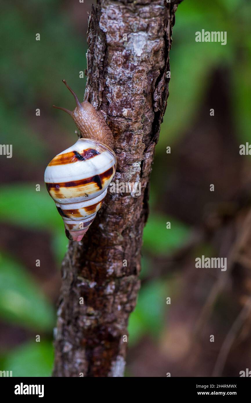 Selective of a liguus snail on a bark of a tree Stock Photo - Alamy