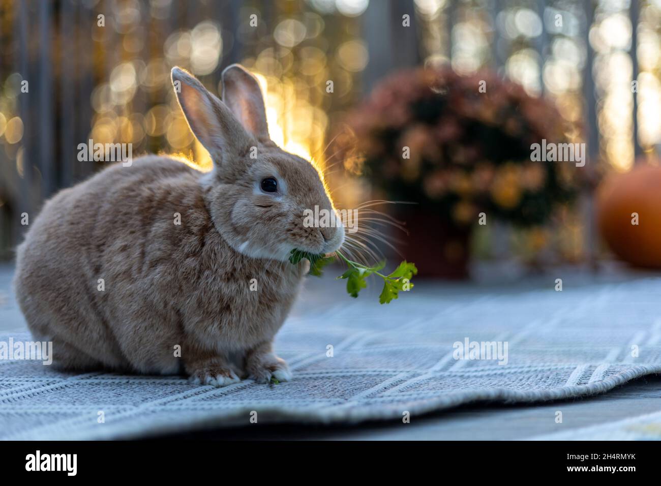 Rufus rabbit hi-res stock photography and images - Alamy