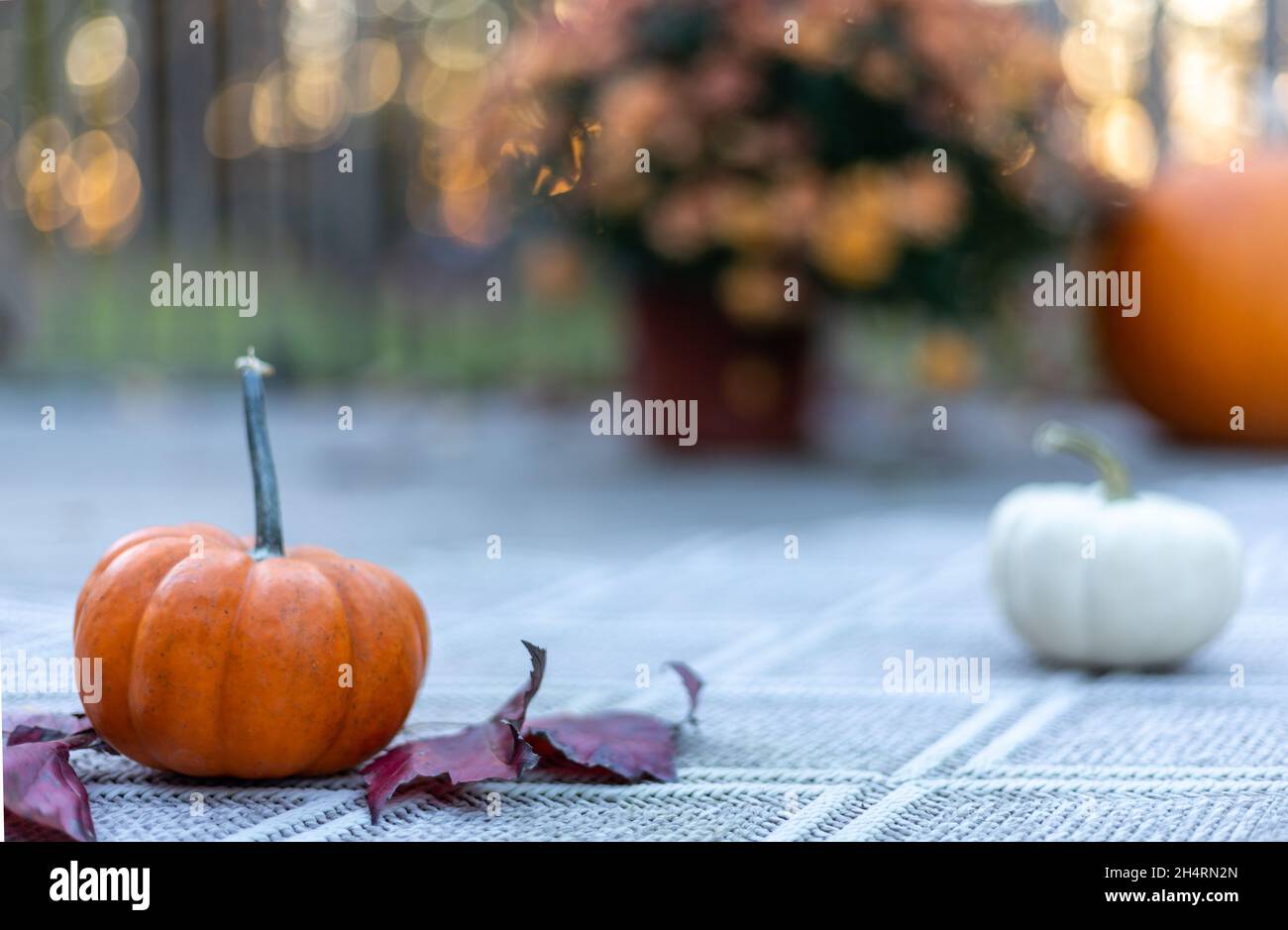 Fall scene with mums and pumpkins hi-res stock photography and images ...