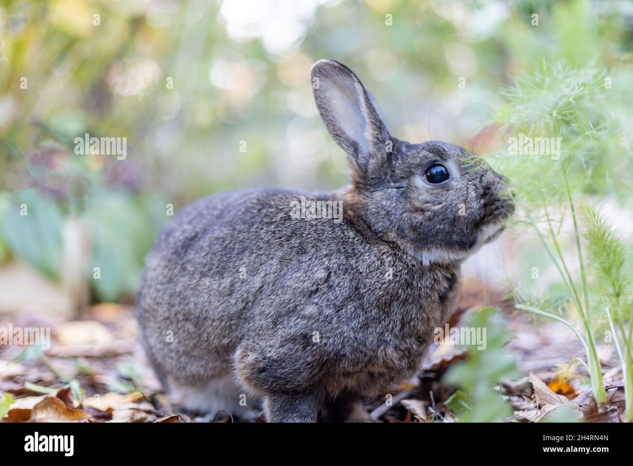 Gray rabbit in fall garden surrounded by cripsy leaves and mums copy ...
