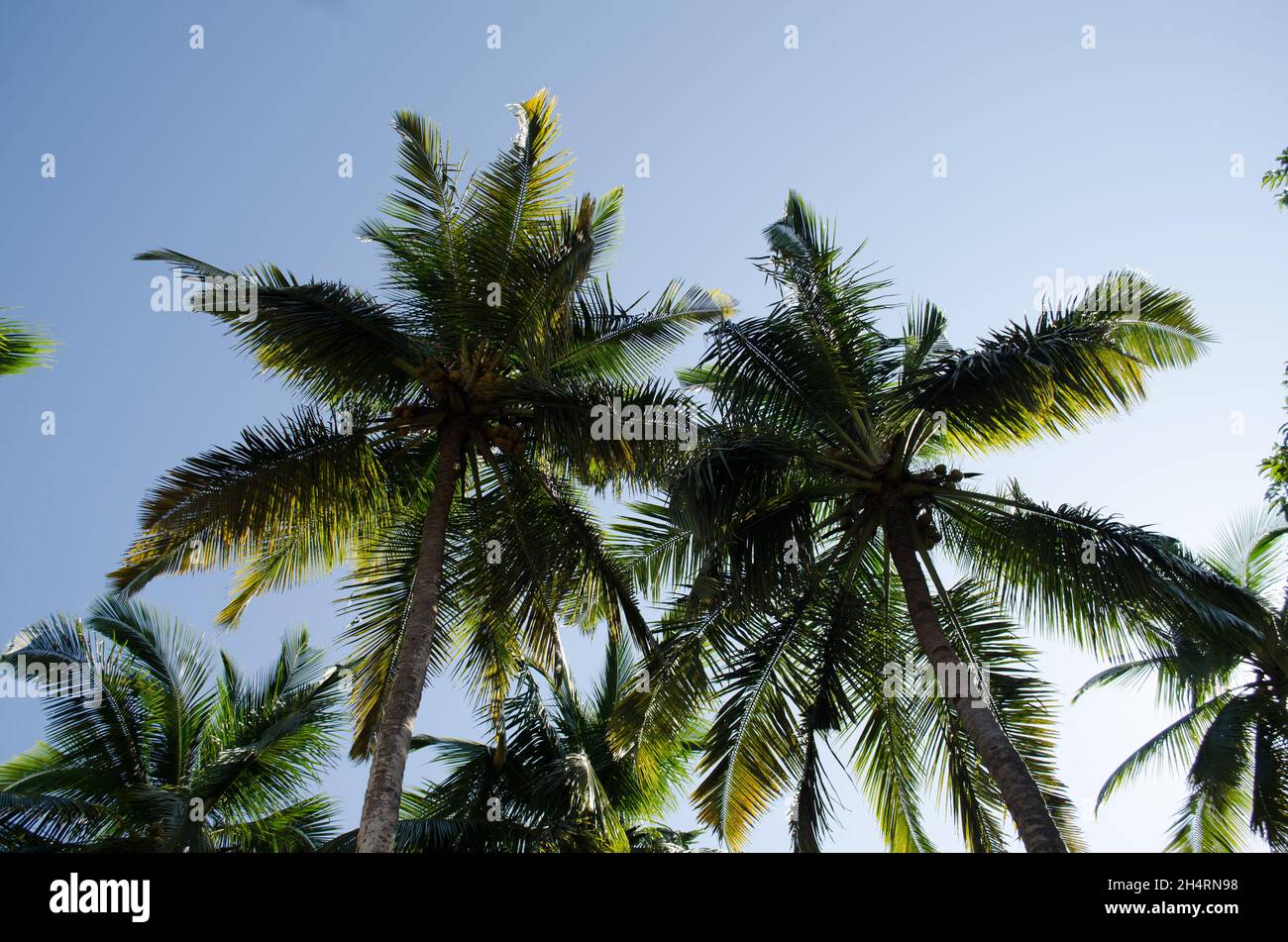 strong waves in Cola beach in goa Stock Photo - Alamy