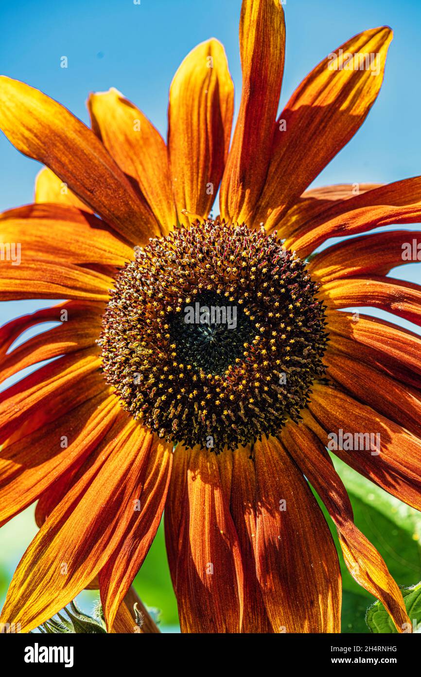 Red sunflowers hi-res stock photography and images - Alamy