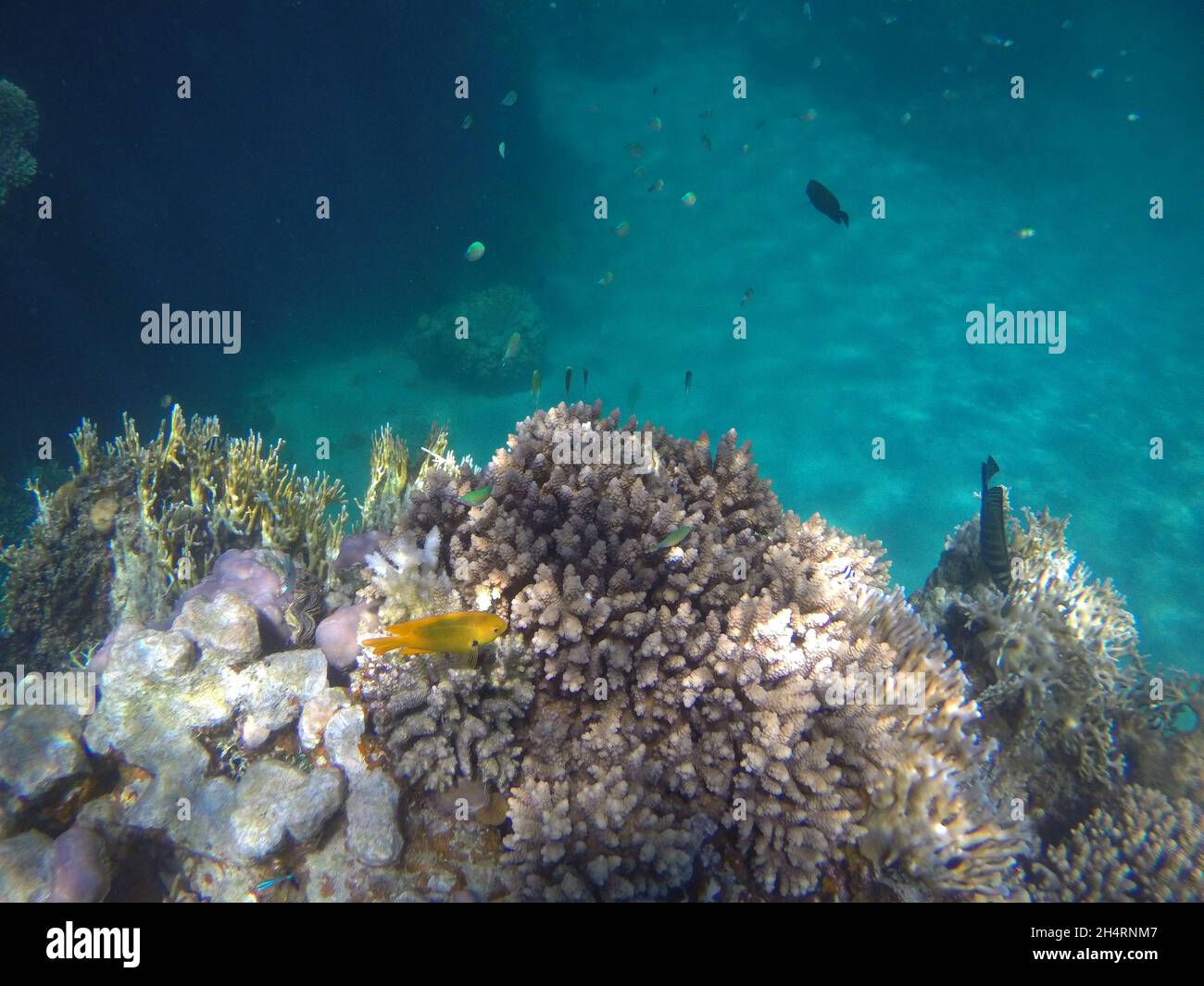 horizontal photo of a beautiful coral reef in Egypt Stock Photo - Alamy