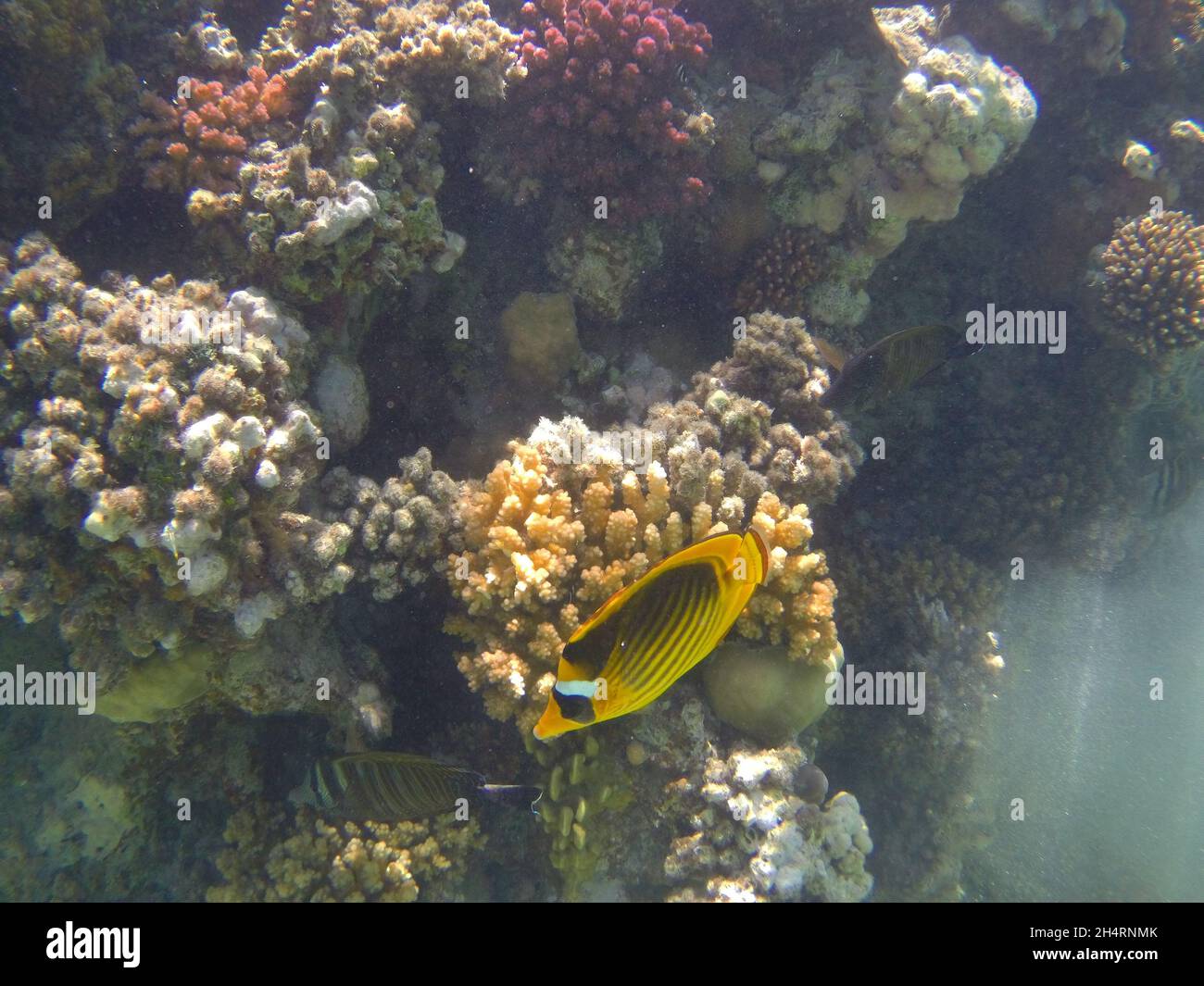 horizontal photo of a beautiful coral reef in Egypt Stock Photo - Alamy
