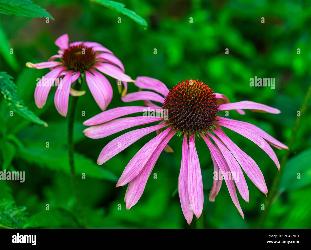 Blooming echinacea cone flowers hi-res stock photography and images - Alamy