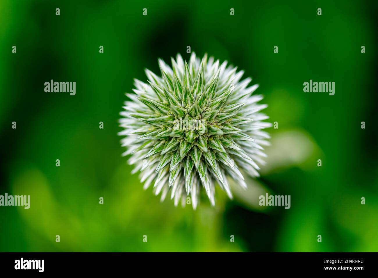 Leaves echinops hi-res stock photography and images - Alamy