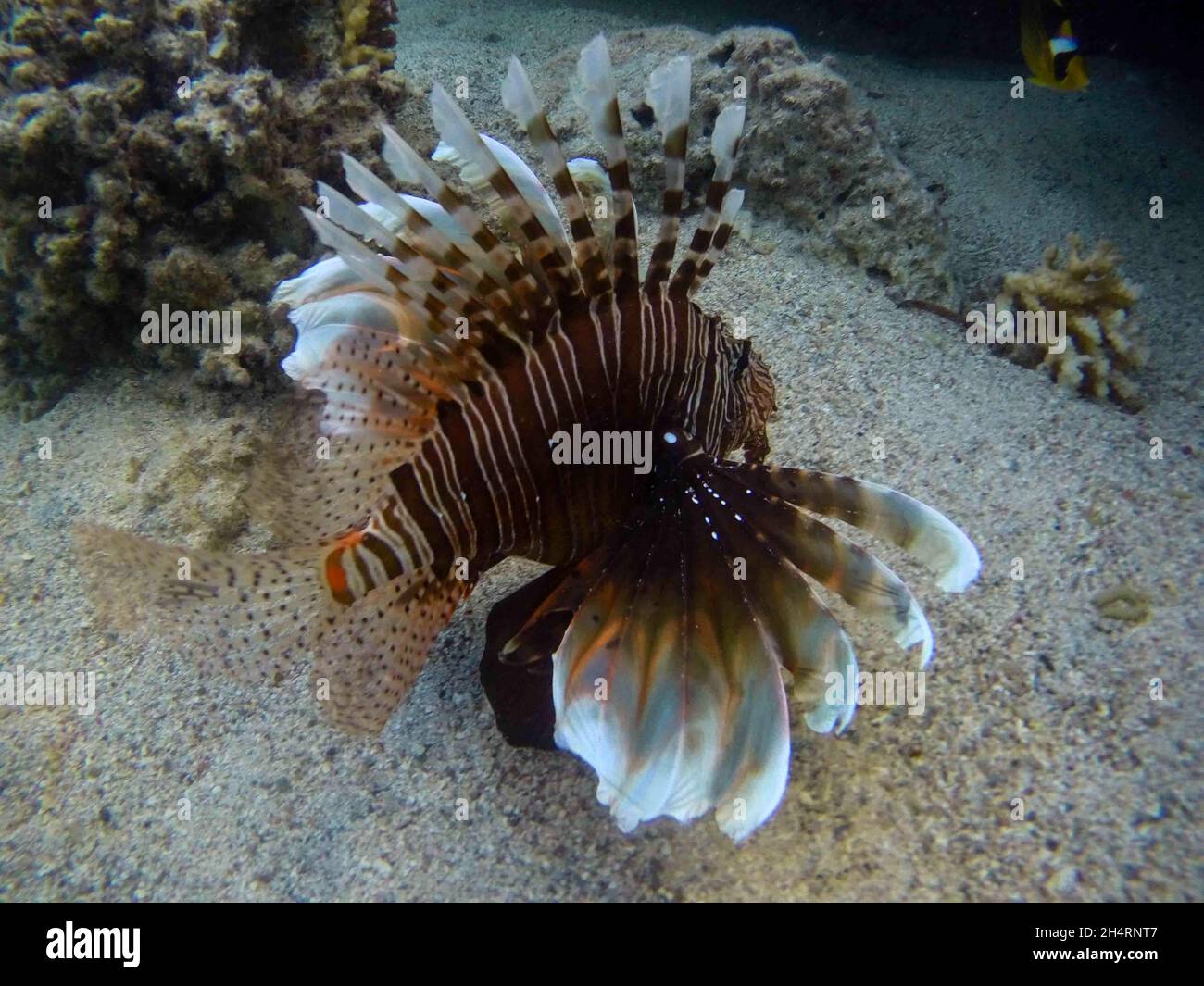 horizontal photo of a beautiful coral reef in Egypt Stock Photo - Alamy