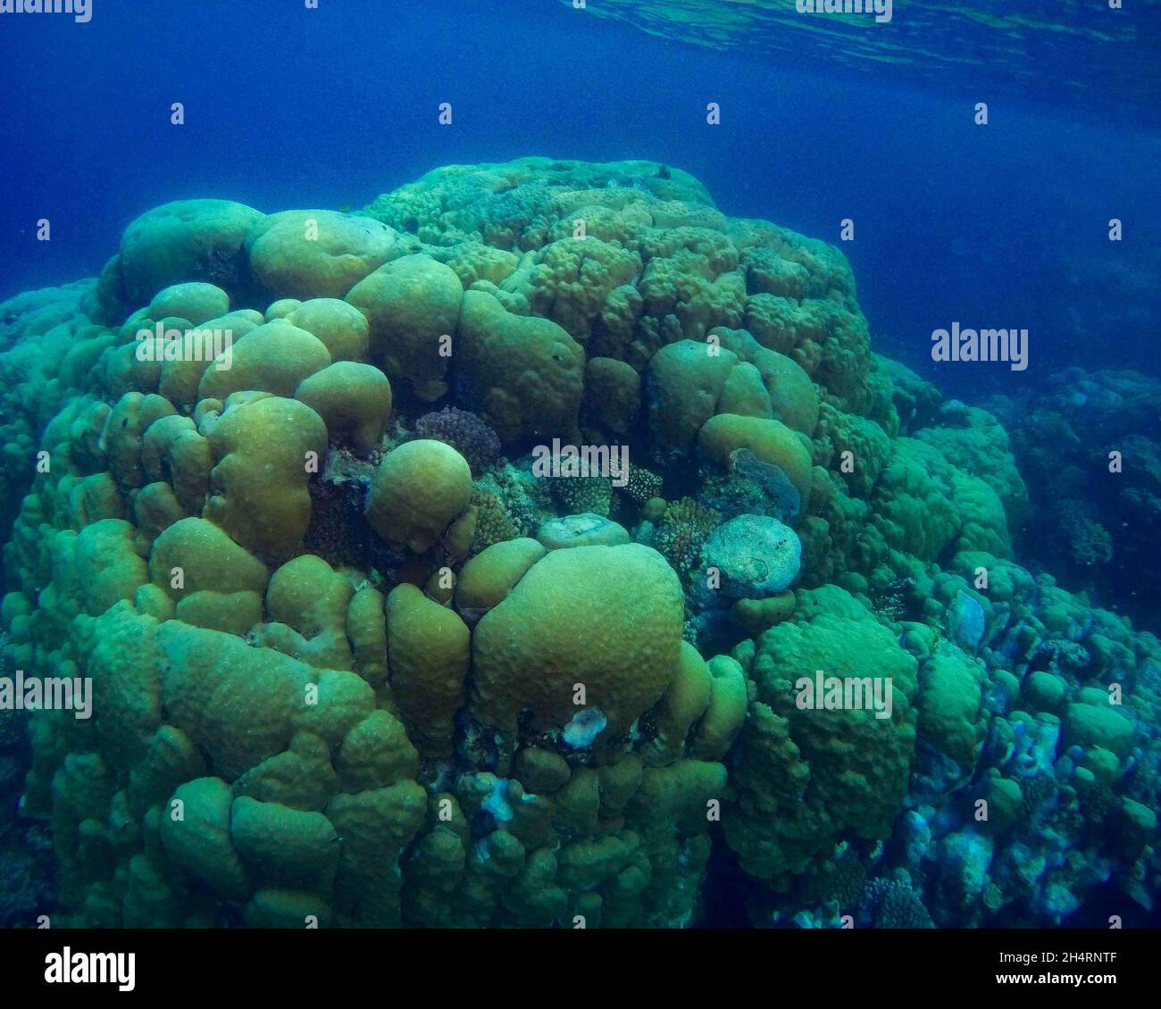 horizontal photo of a beautiful coral reef in Egypt Stock Photo - Alamy