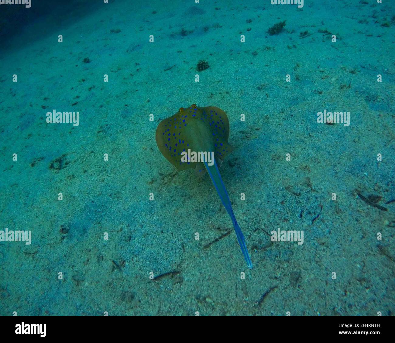 horizontal photo of a beautiful coral reef in Egypt Stock Photo - Alamy