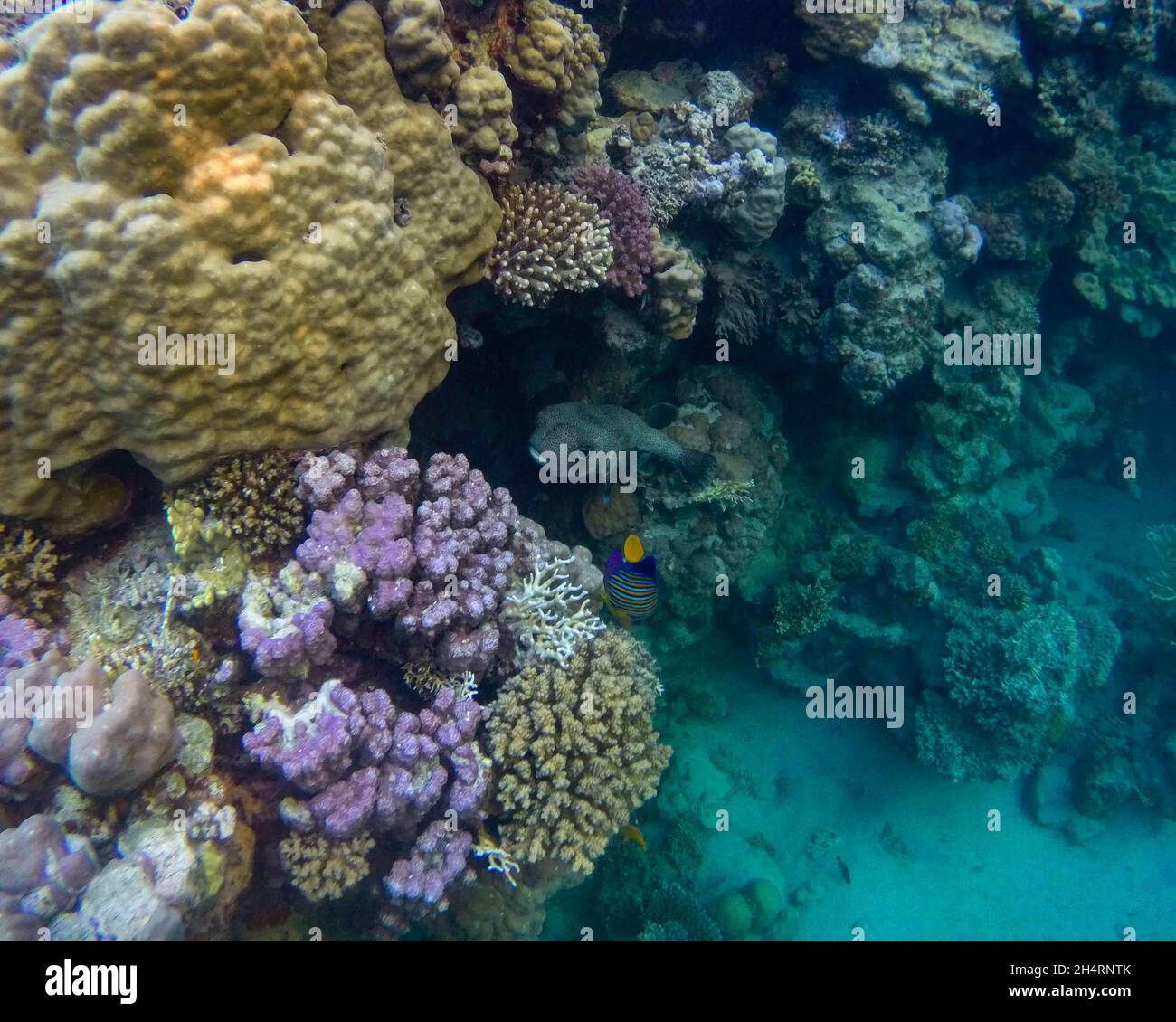 horizontal photo of a beautiful coral reef in Egypt Stock Photo - Alamy