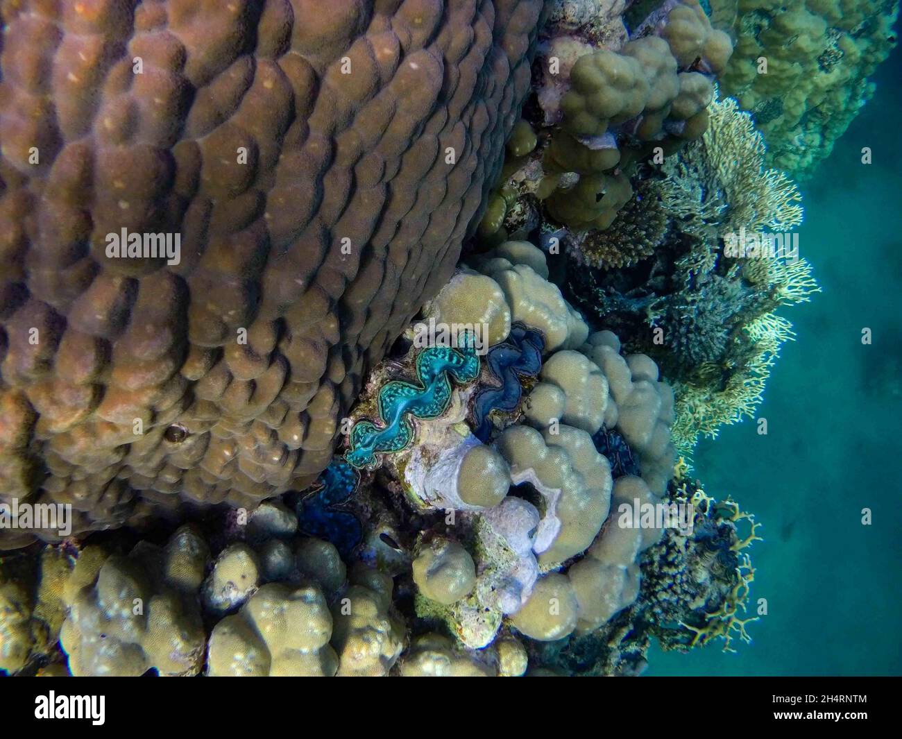 horizontal photo of a beautiful coral reef in Egypt Stock Photo - Alamy