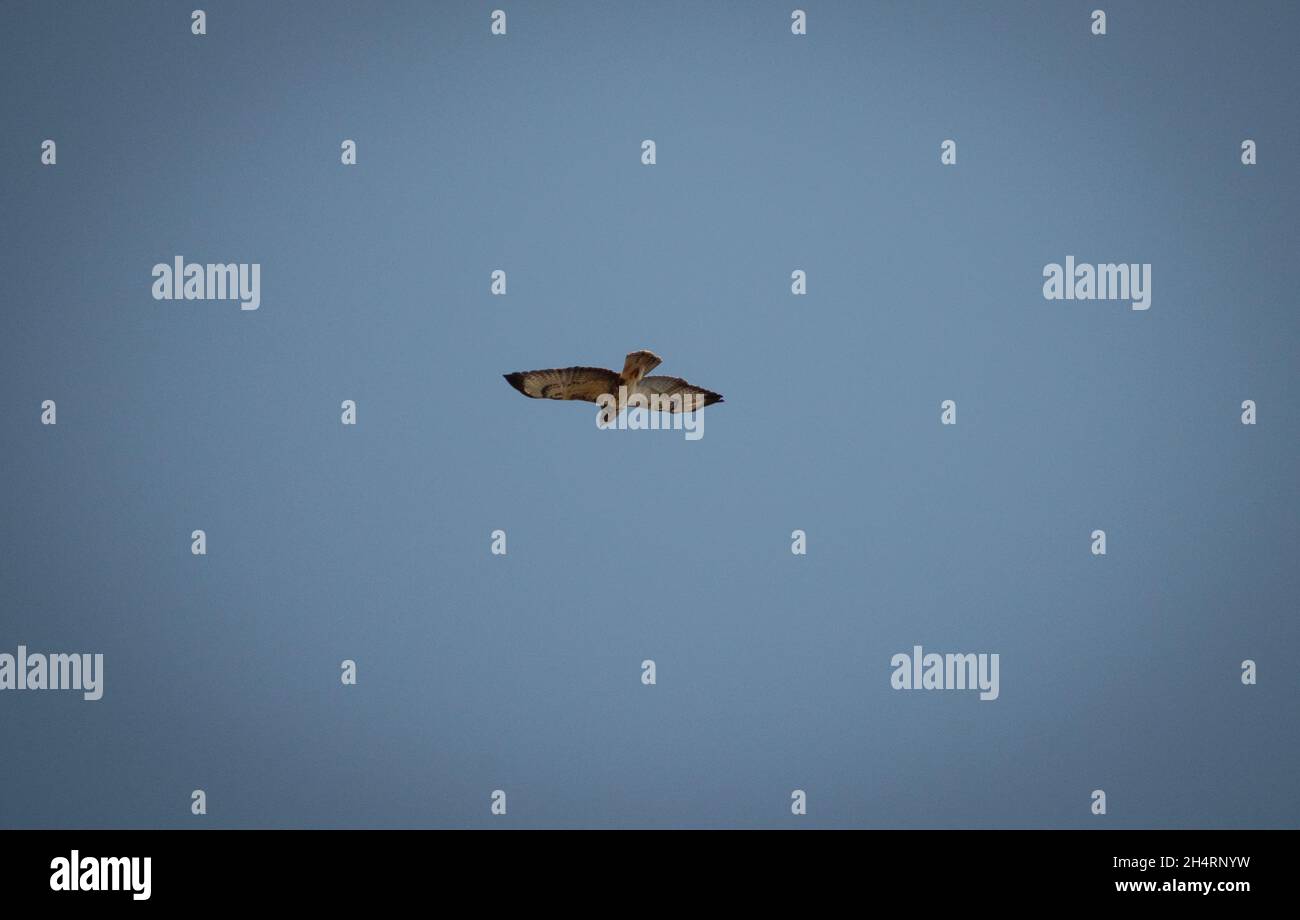 Common buzzard flying above hi-res stock photography and images - Alamy