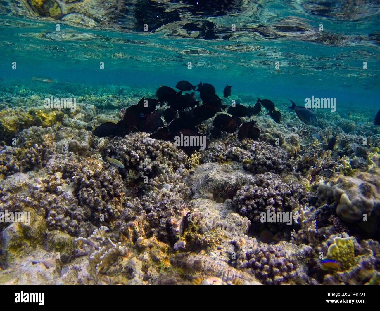 horizontal photo of a beautiful coral reef in Egypt Stock Photo - Alamy